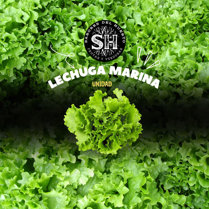LECHUGA MARINA (unidad) – Sabores del huerto